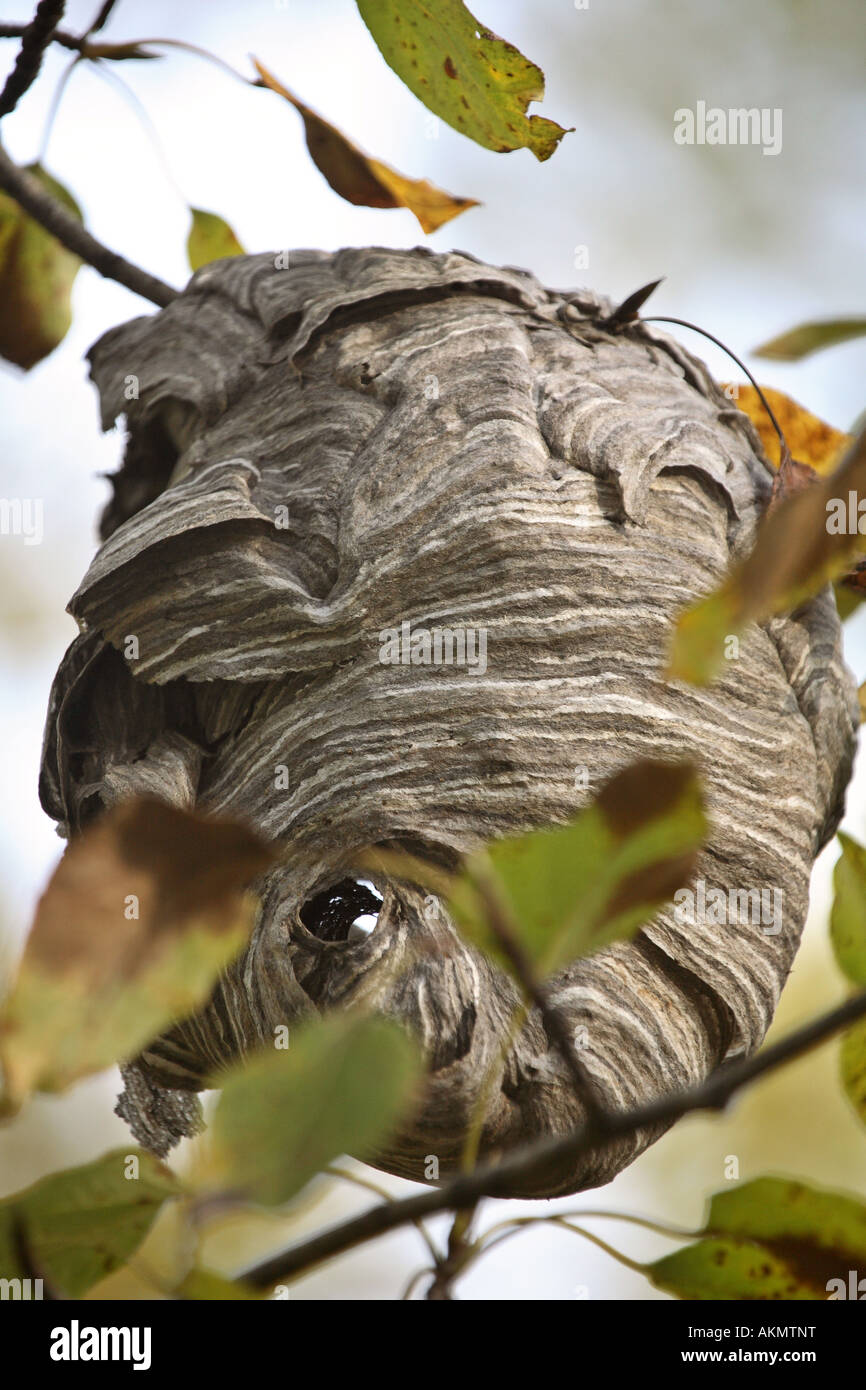 Odd shaped wasps nest in scenic Saskatchewan Stock Photo - Alamy