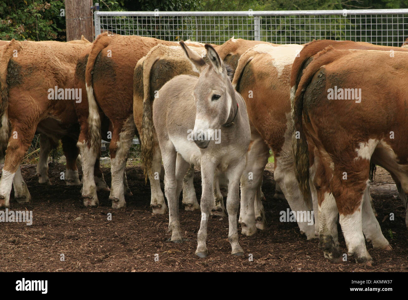 Donkey and Simmental Bulls Stock Photo - Alamy