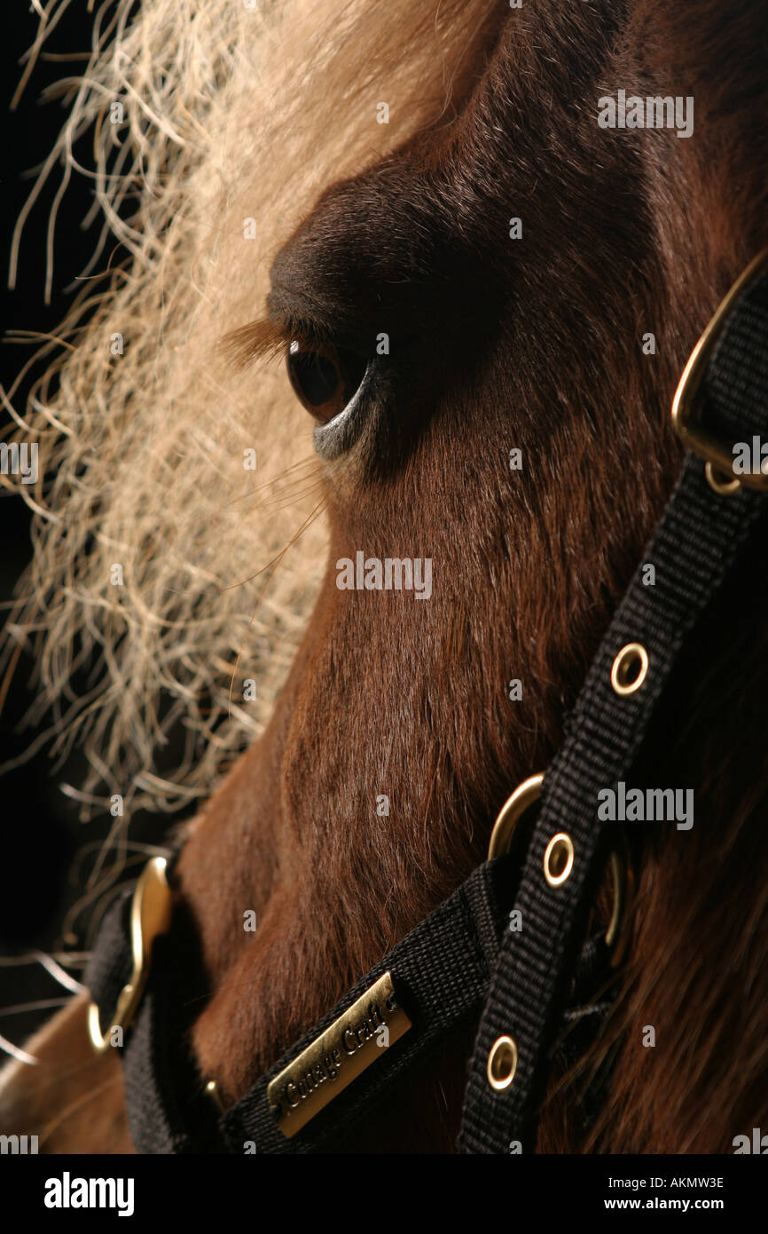 Head of a Shetland Pony Stock Photo - Alamy
