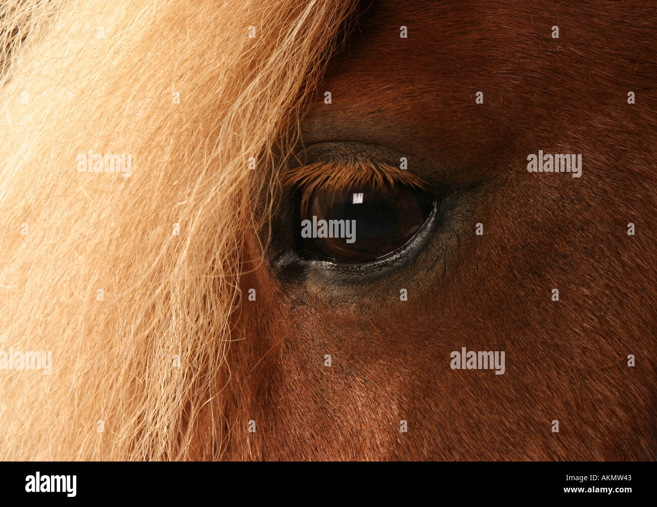 Forlock hi-res stock photography and images - Alamy