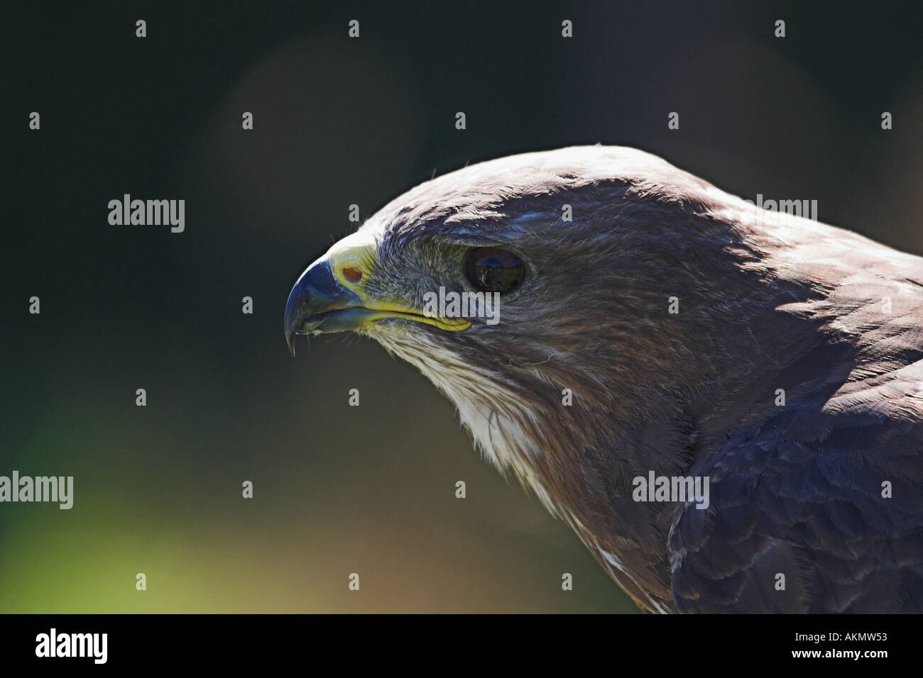 Uk buzzards hi-res stock photography and images - Alamy