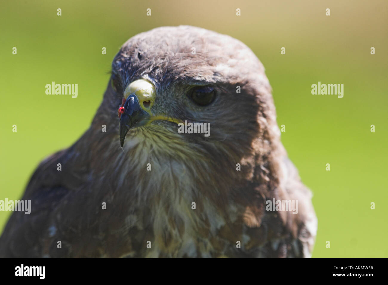 common buzzards head Stock Photo - Alamy