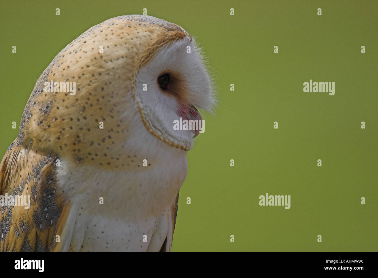 barn owls head Stock Photo - Alamy