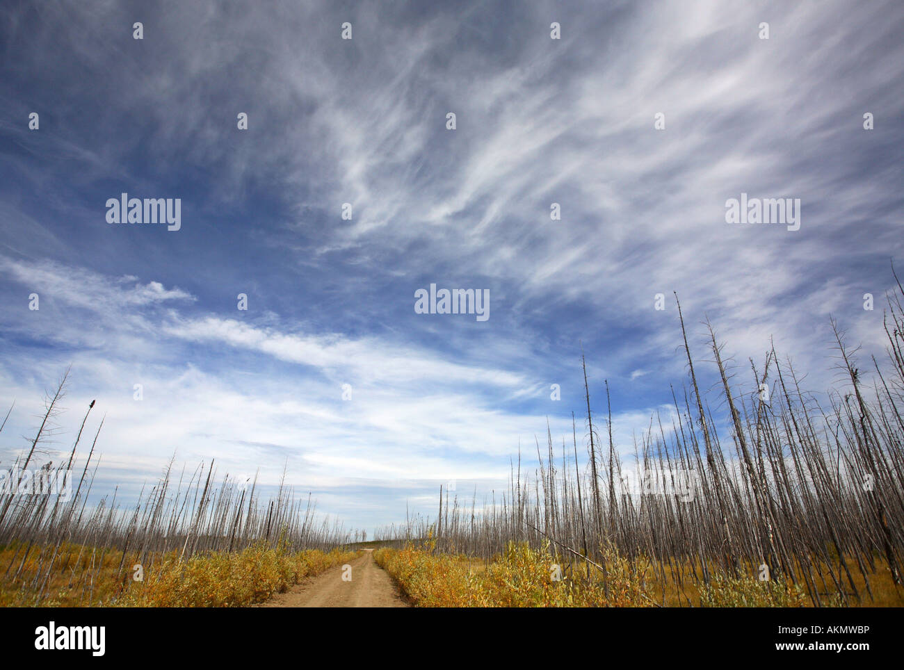 Scenic northern saskatchewan forest hi-res stock photography and images ...
