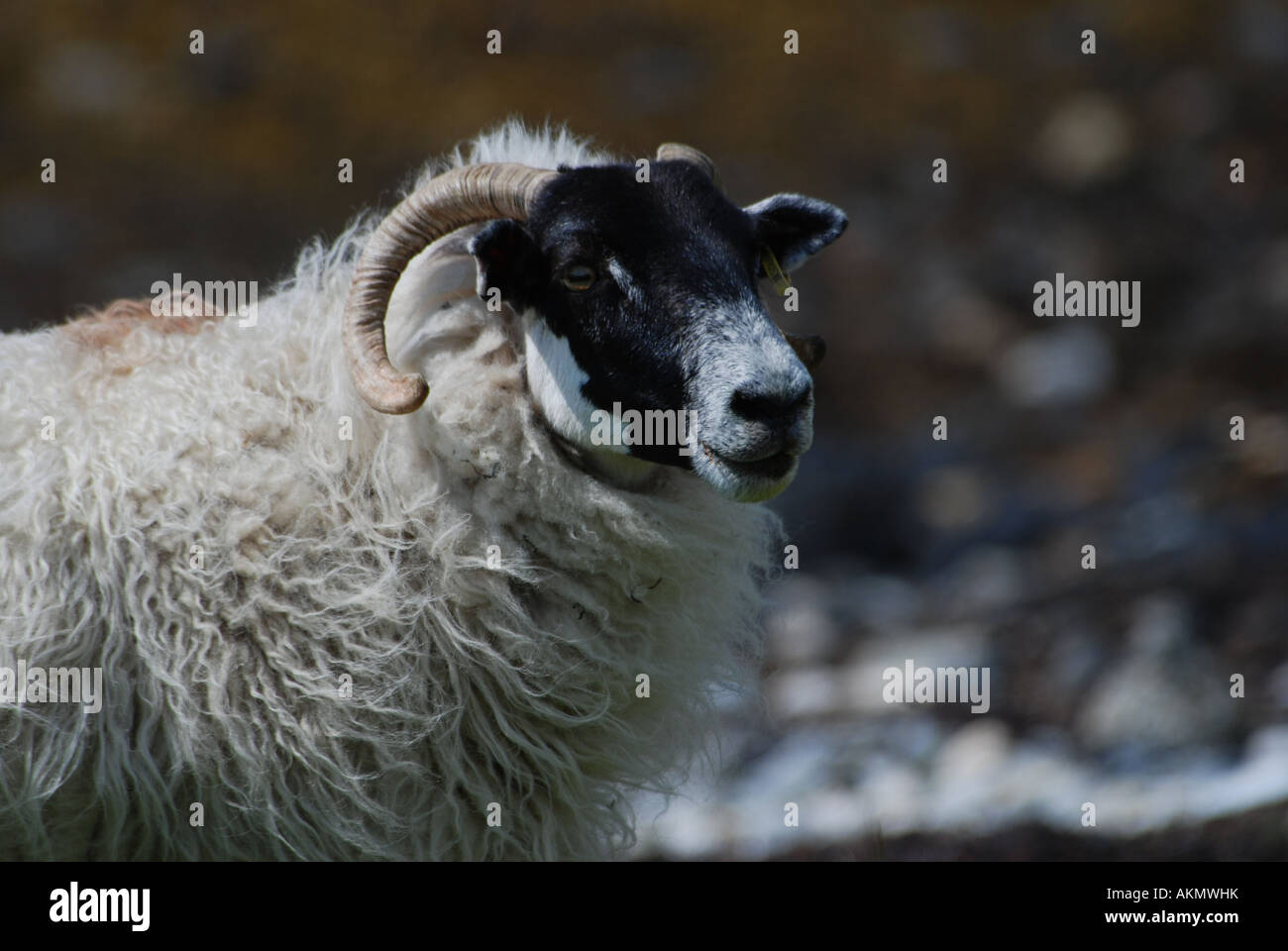 Sheep face hi-res stock photography and images - Alamy