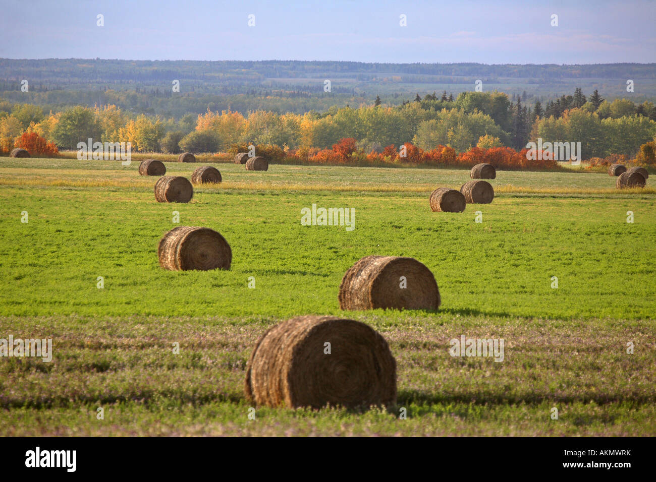 Hay bales on an Alberta field Stock Photo - Alamy