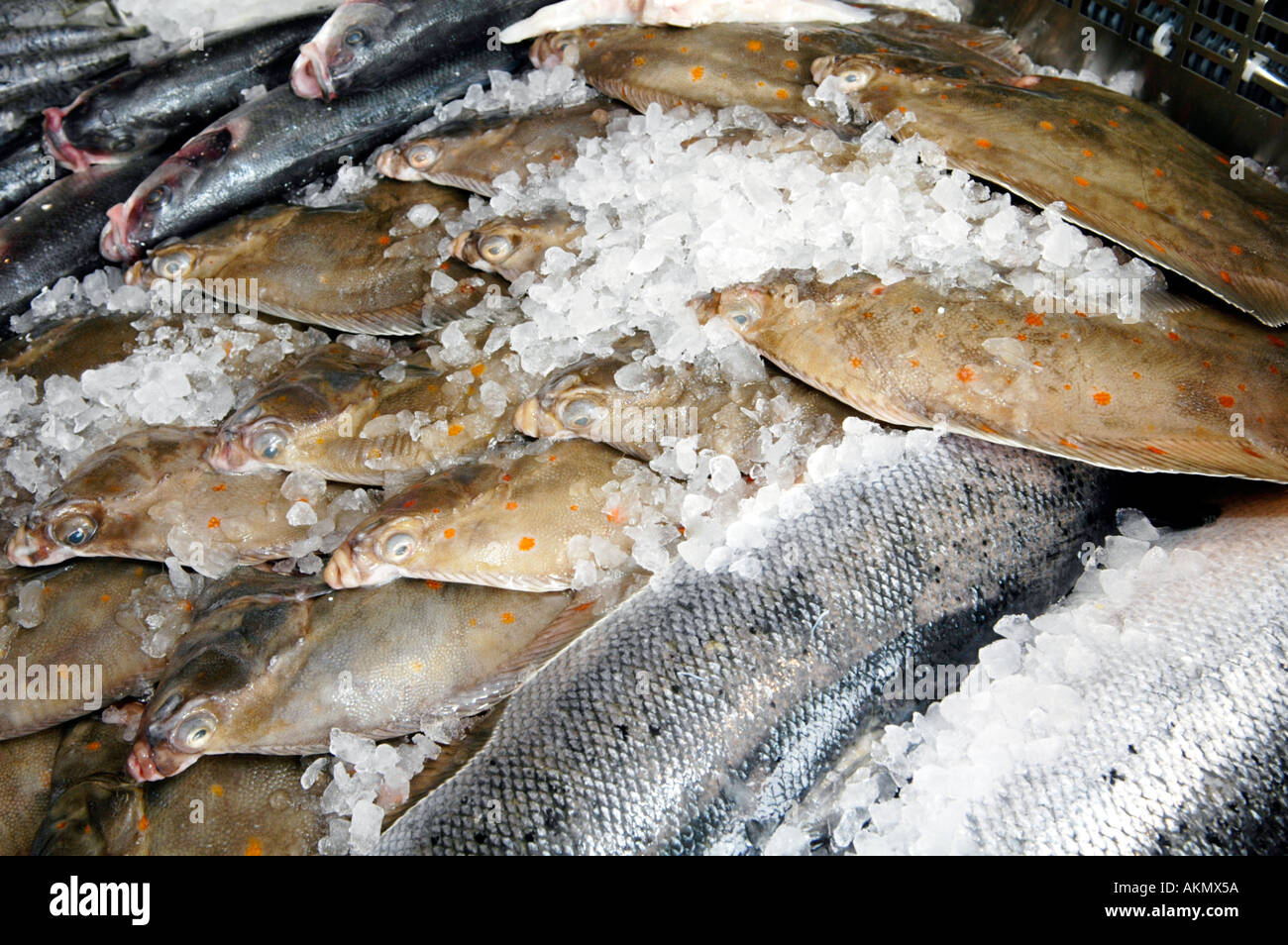 Annual fish hi-res stock photography and images - Alamy