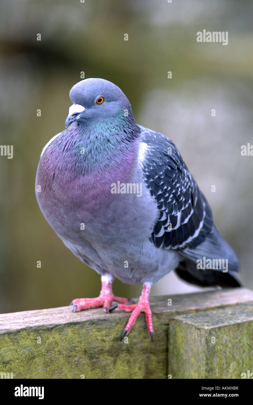 Pigeon Feral Pigeon Columba livia Common throughout the UK in villages ...