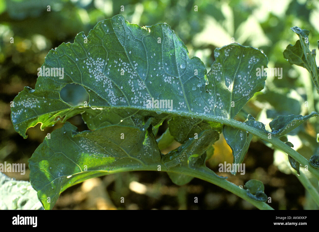 Cabbage whitefly Aleyrodes proletella infestation on the underside of a ...
