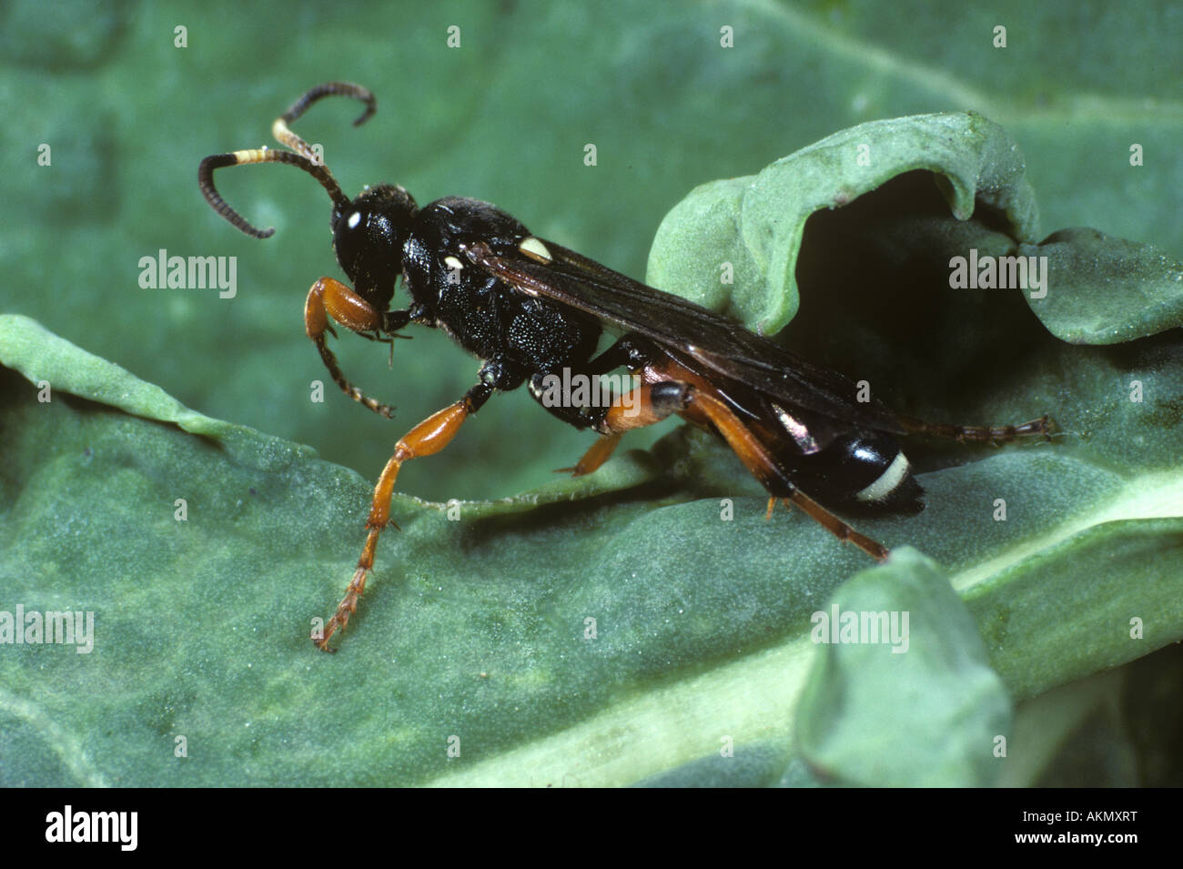 Ichneumon fly hi-res stock photography and images - Alamy