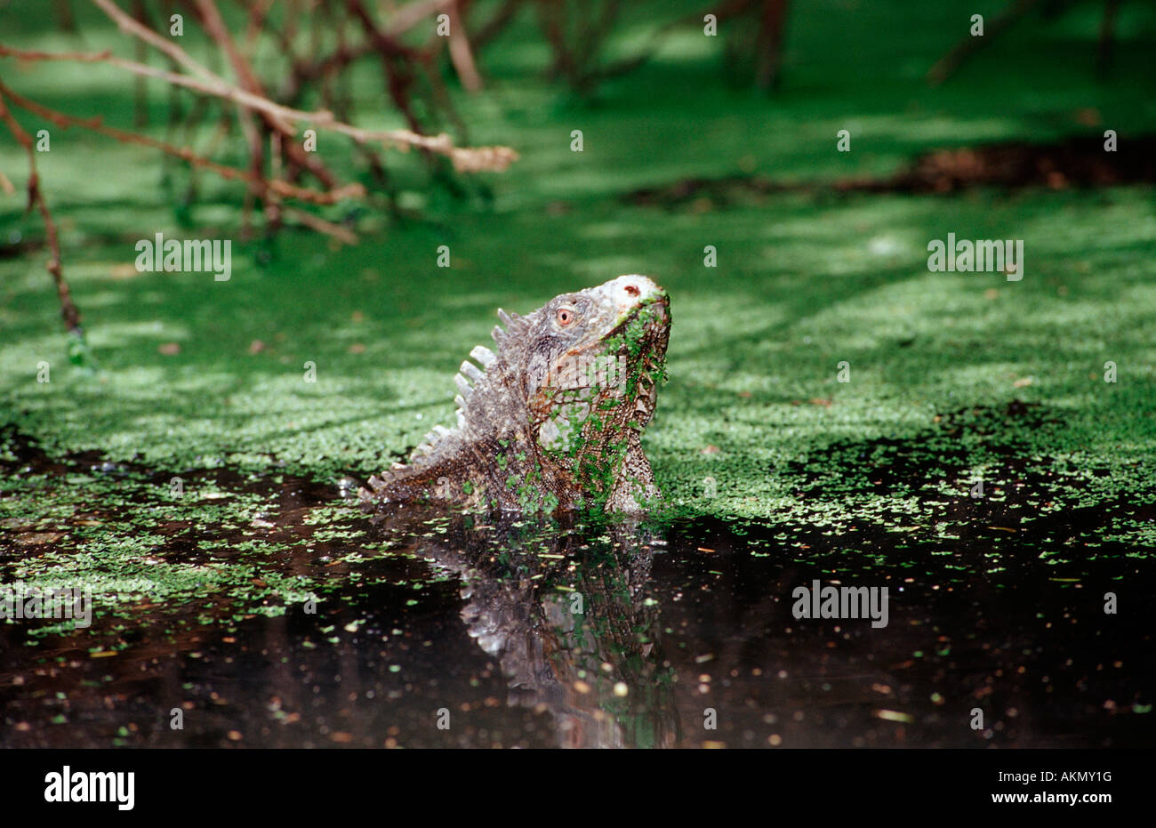 Green leguan green iguana in water Iguana iguana Netherlands Antilles ...