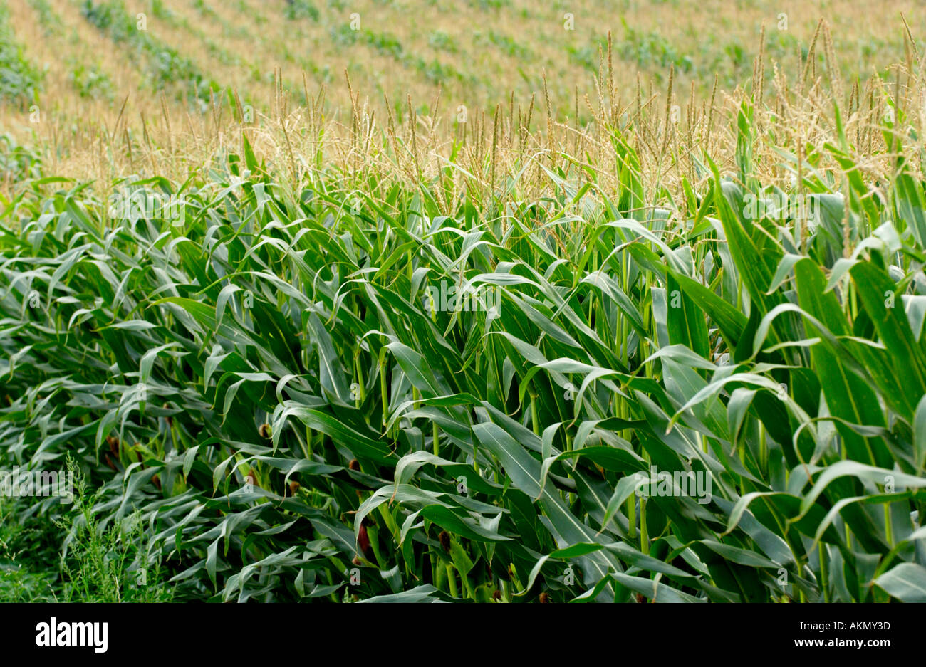 Maize cereal crop hi-res stock photography and images - Alamy