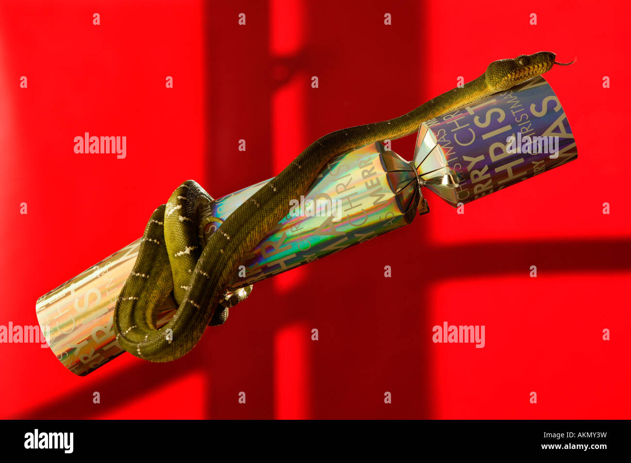 Boa tree snake hi-res stock photography and images - Alamy