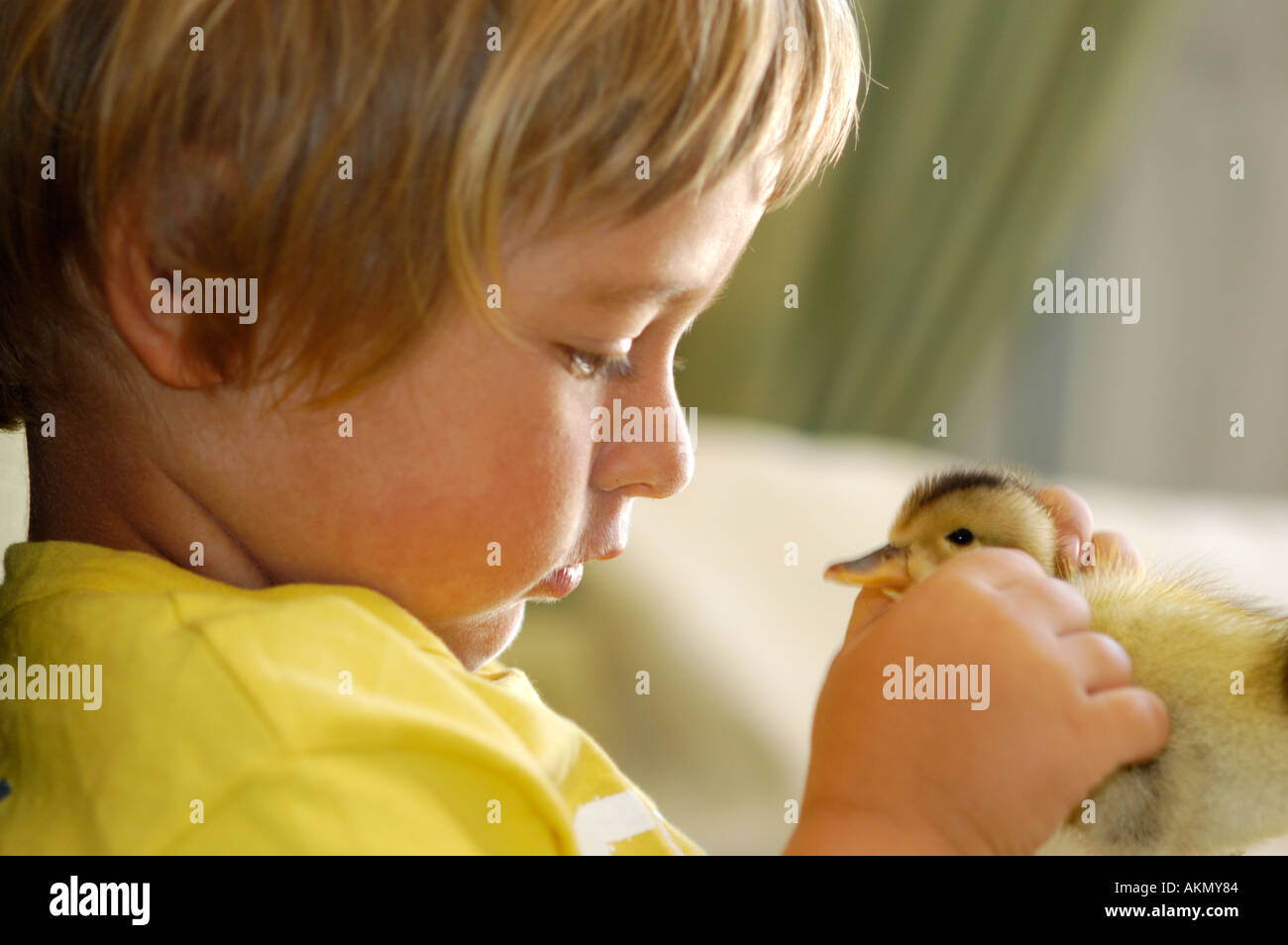 child playing with a baby duck Stock Photo - Alamy
