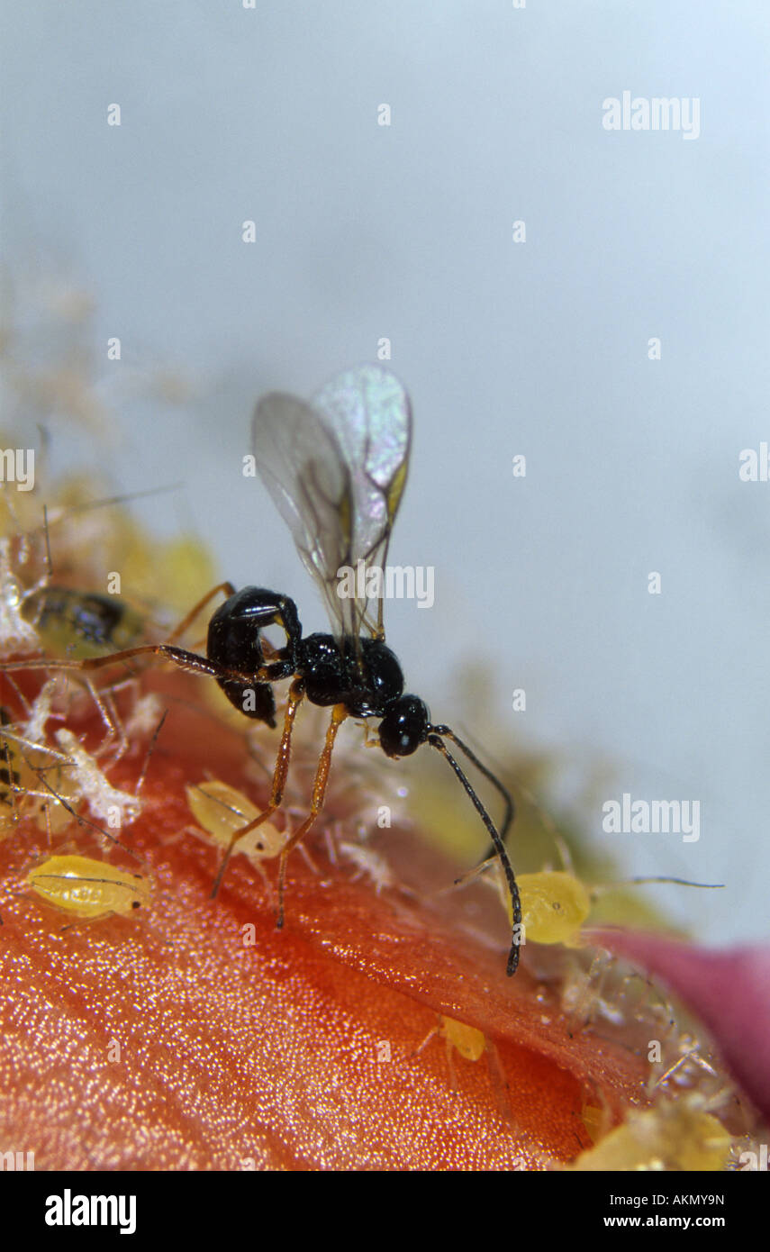 Wasp eggs hi-res stock photography and images - Alamy