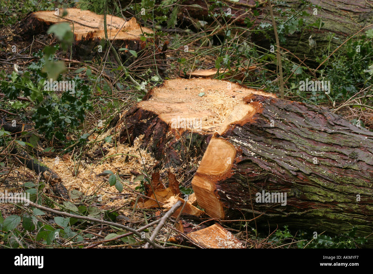 a tree cut down Stock Photo - Alamy
