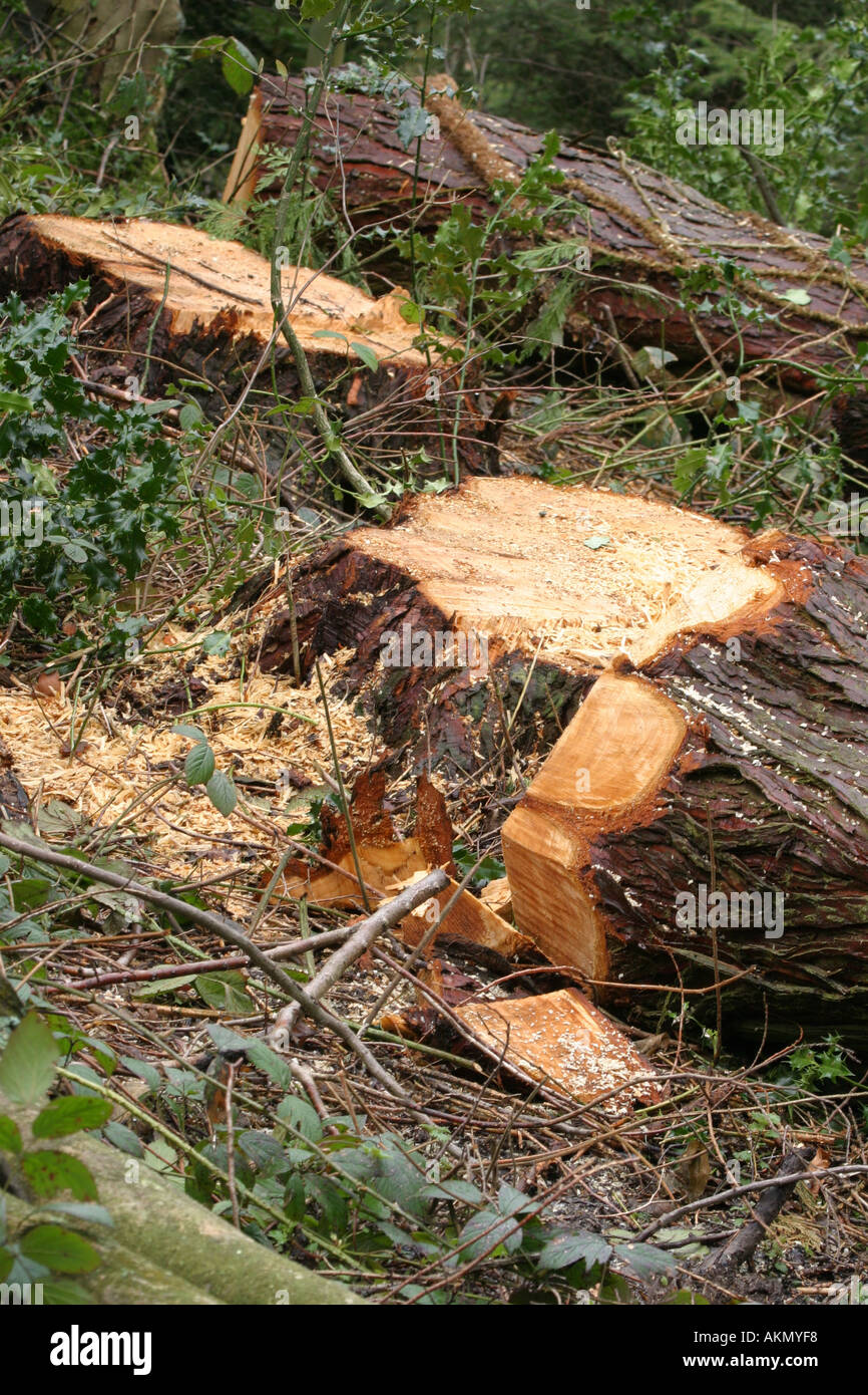 a tree cut down Stock Photo - Alamy