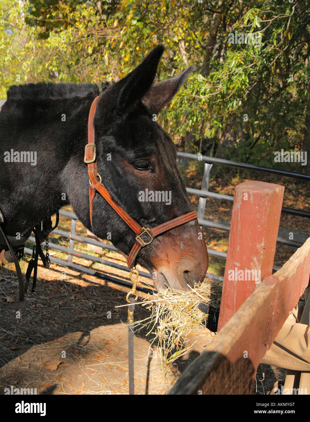 Charles hay hi-res stock photography and images - Alamy