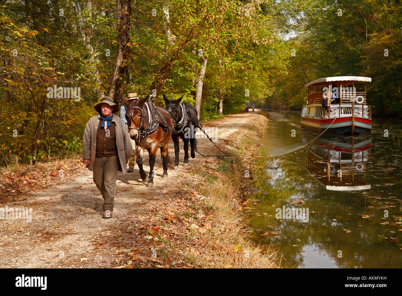 Tow mules hi-res stock photography and images - Alamy