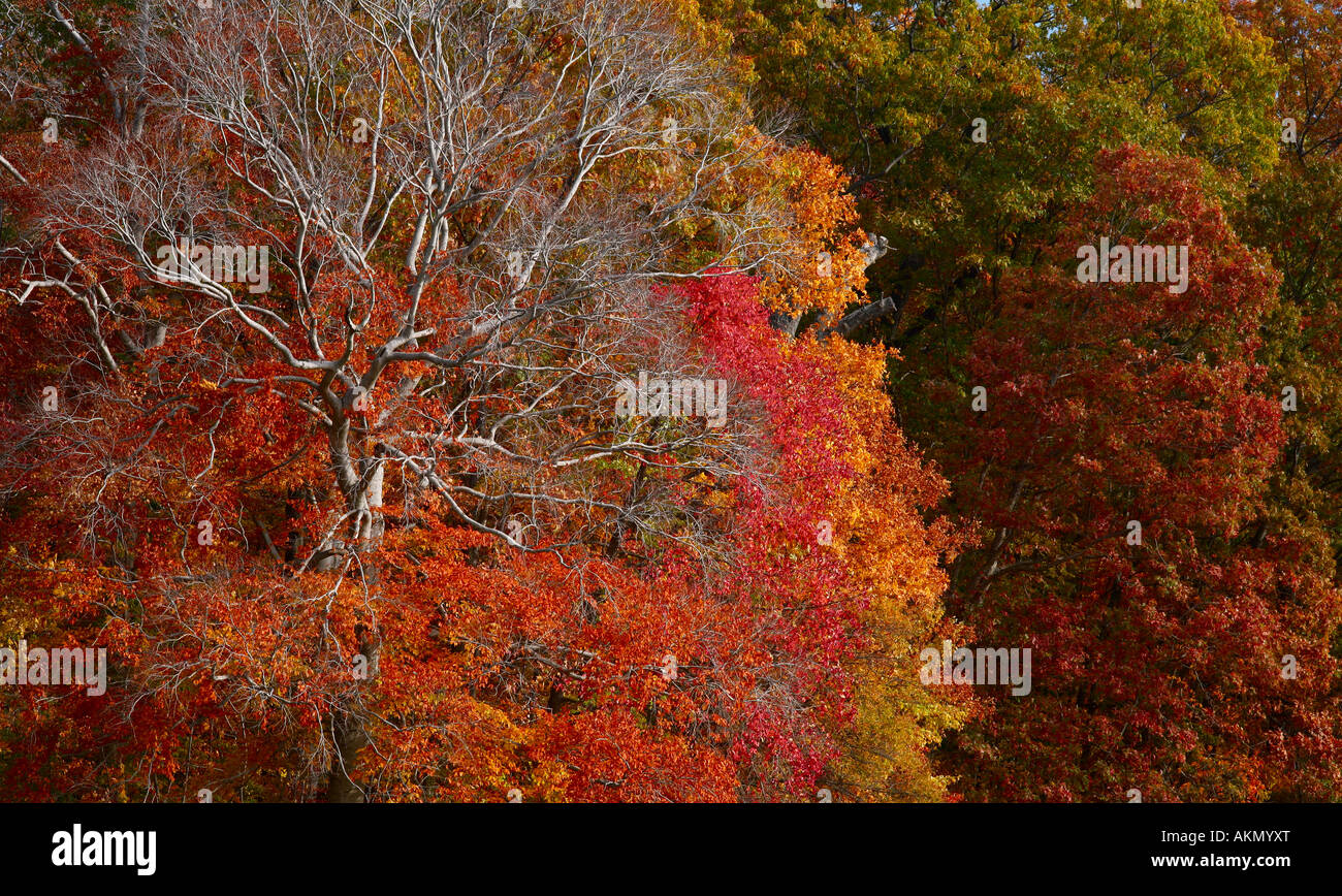 Fall colors at US National Arboretum Stock Photo - Alamy