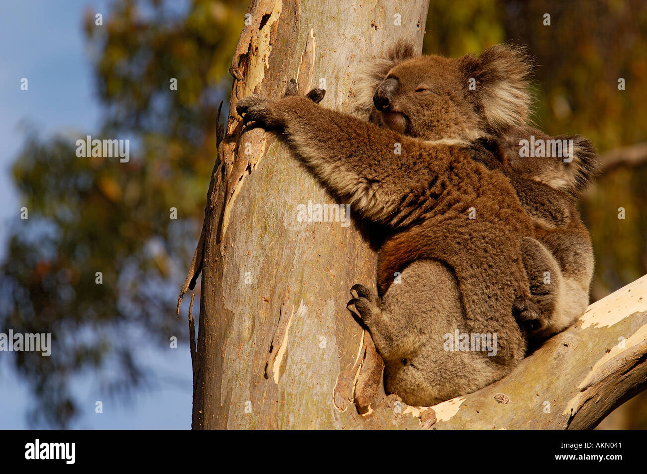 Koala Phascolarctos cinereus Stock Photo - Alamy