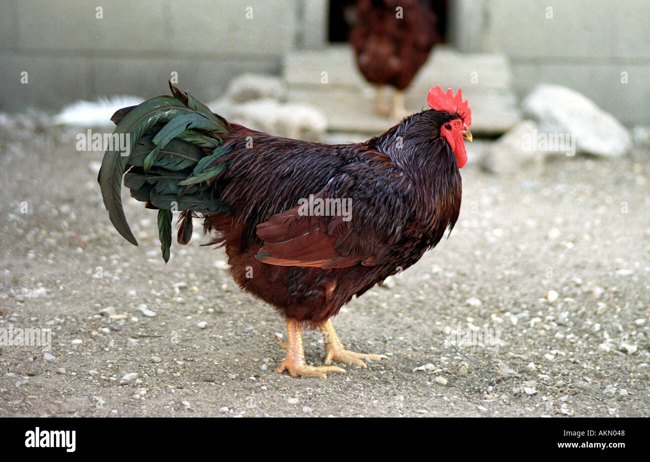 Rustic rooster hi-res stock photography and images - Alamy