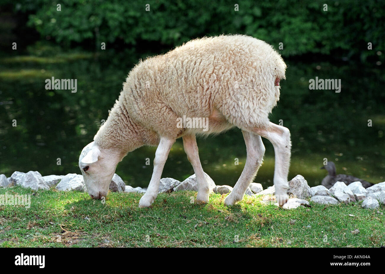 Sheep eating grain hi-res stock photography and images - Alamy