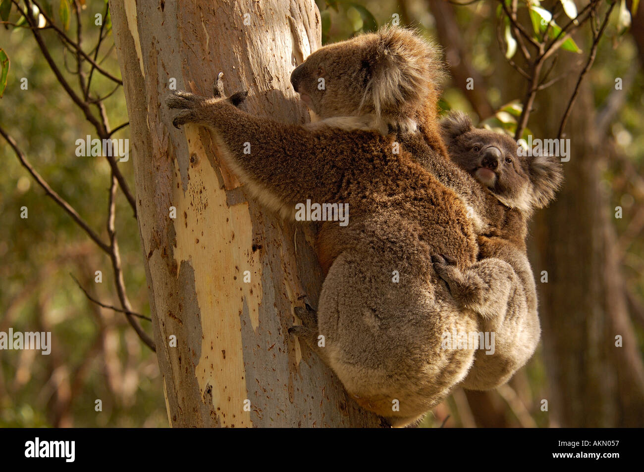 Koala Phascolarctos cinereus Stock Photo - Alamy
