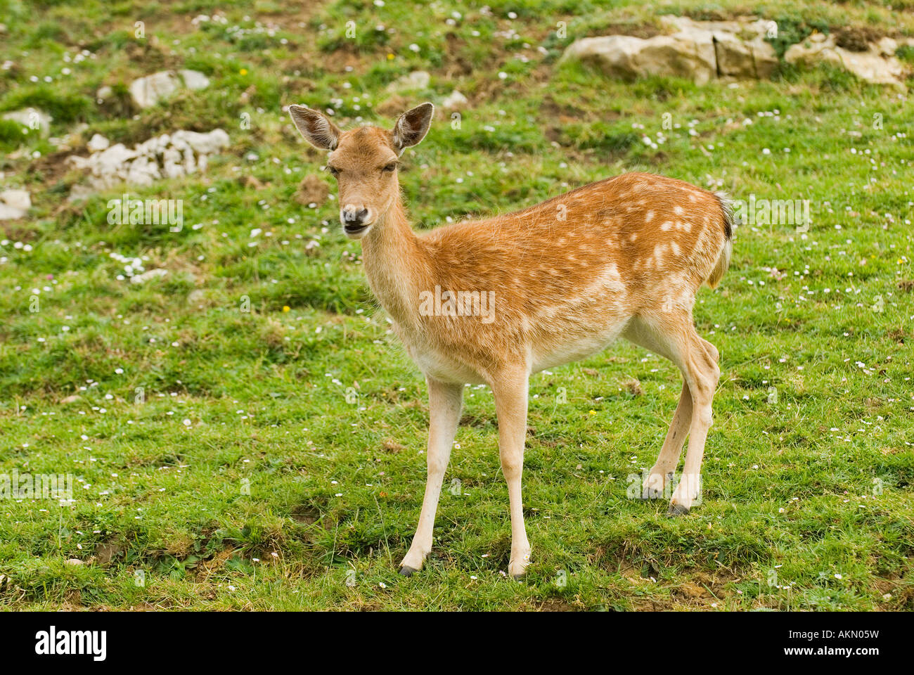 Fallow_deer hi-res stock photography and images - Alamy