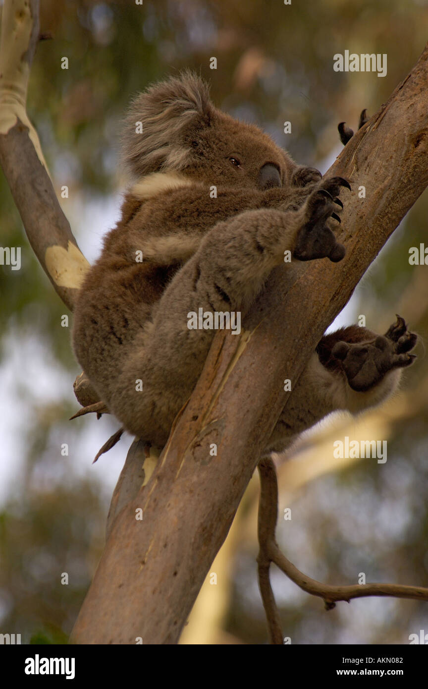 Koala Phascolarctos cinereus Stock Photo - Alamy