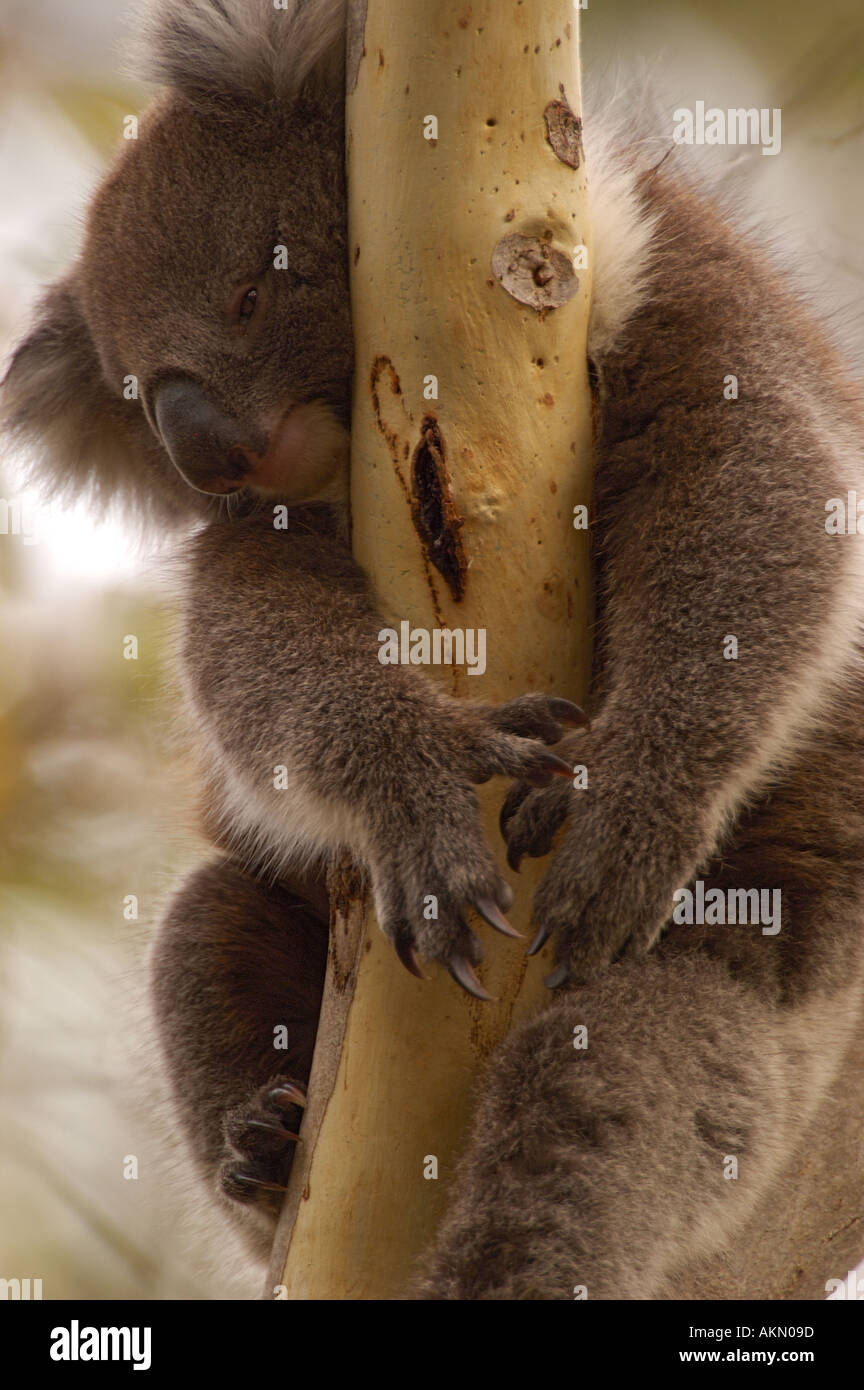 Koala Phascolarctos cinereus Stock Photo - Alamy