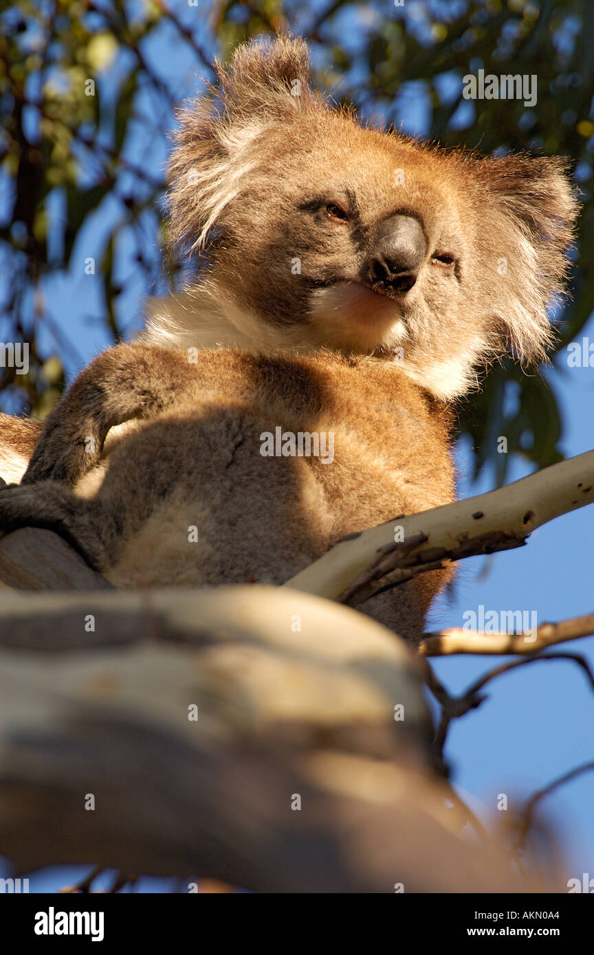 Koala Phascolarctos cinereus Stock Photo - Alamy
