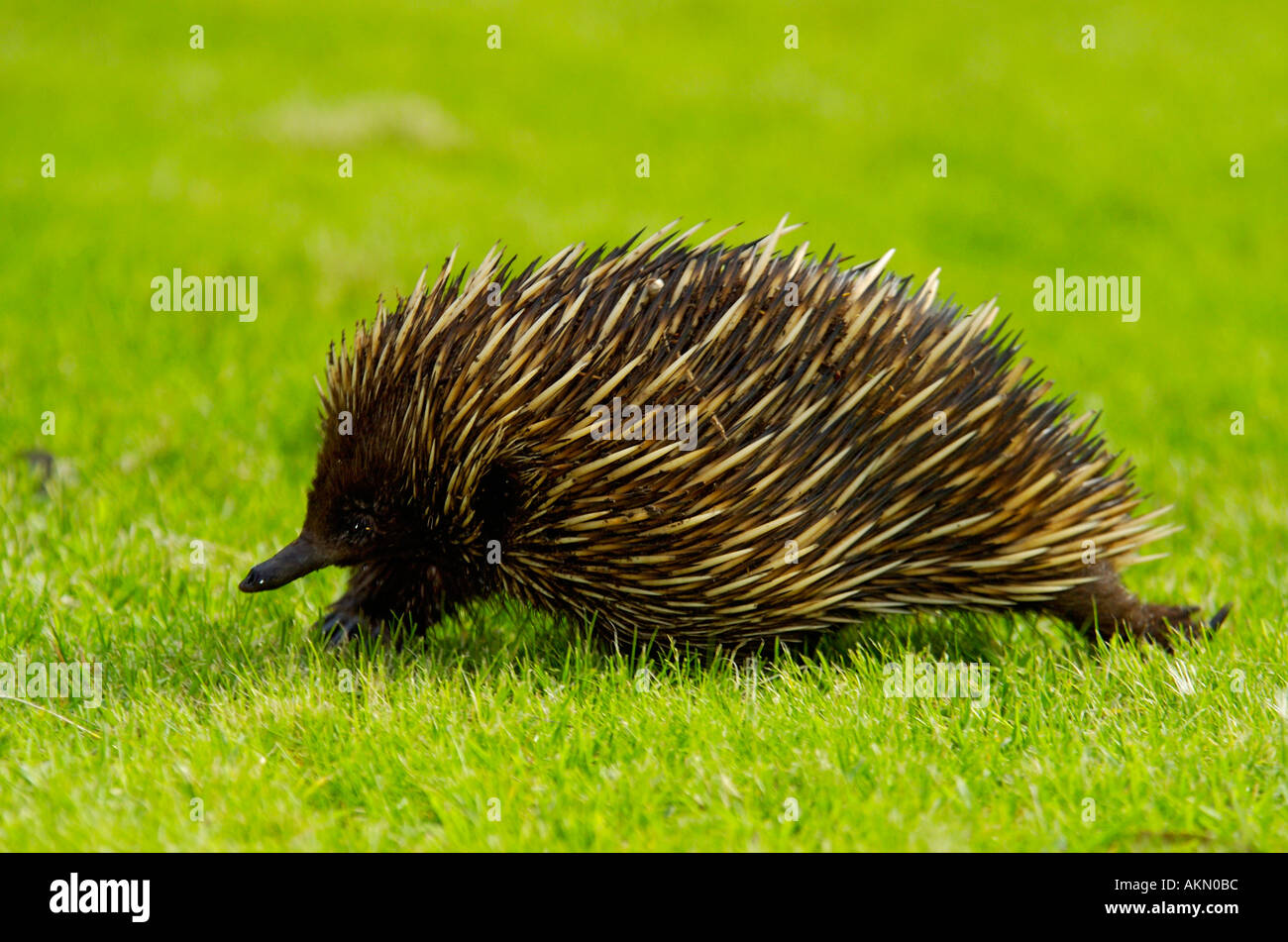 Short beaked Echidna Tachyglossus aculeatus Stock Photo - Alamy