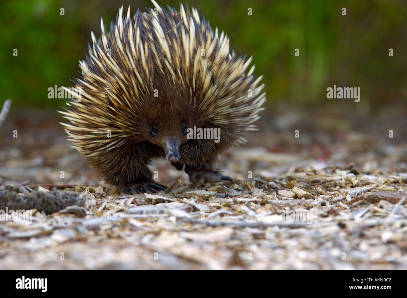 Tachyglossus aculeatus feeding hi-res stock photography and images - Alamy