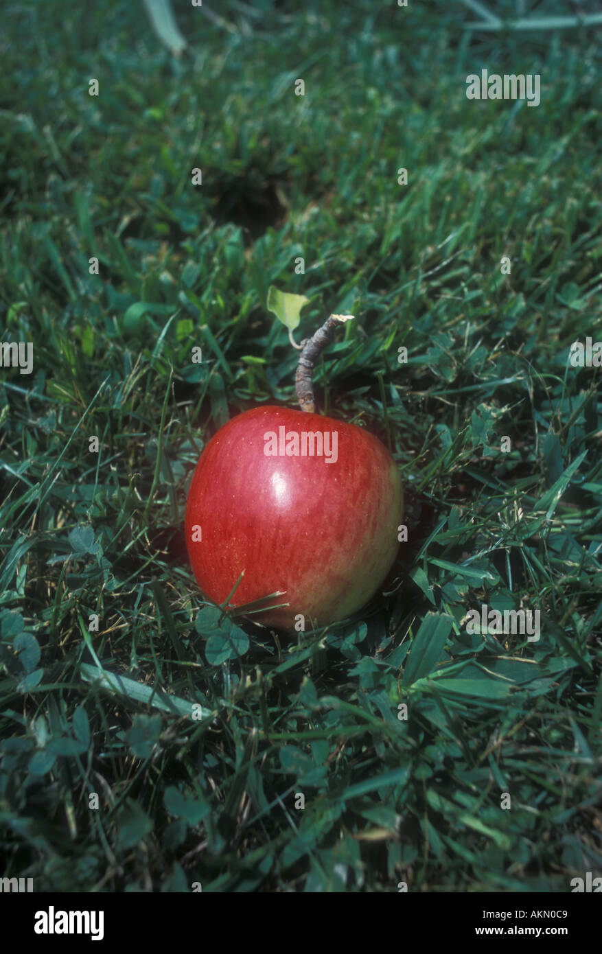 Apple tree from seed hi-res stock photography and images - Alamy