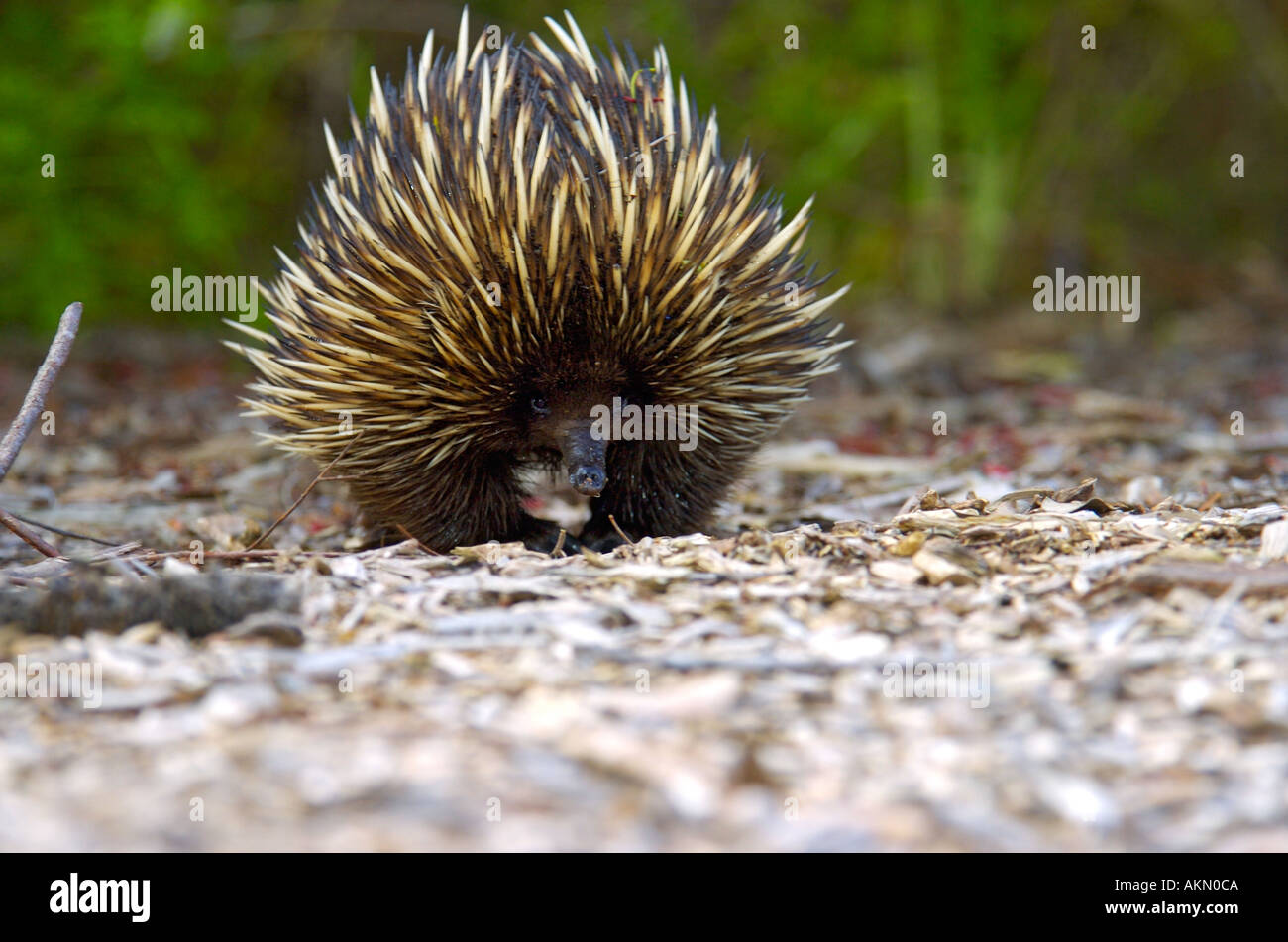Tachyglossus aculeatus eating hi-res stock photography and images - Alamy