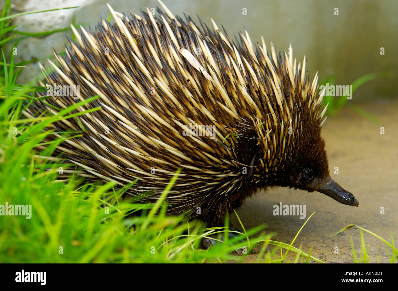 Tachyglossus aculeatus eating hi-res stock photography and images - Alamy