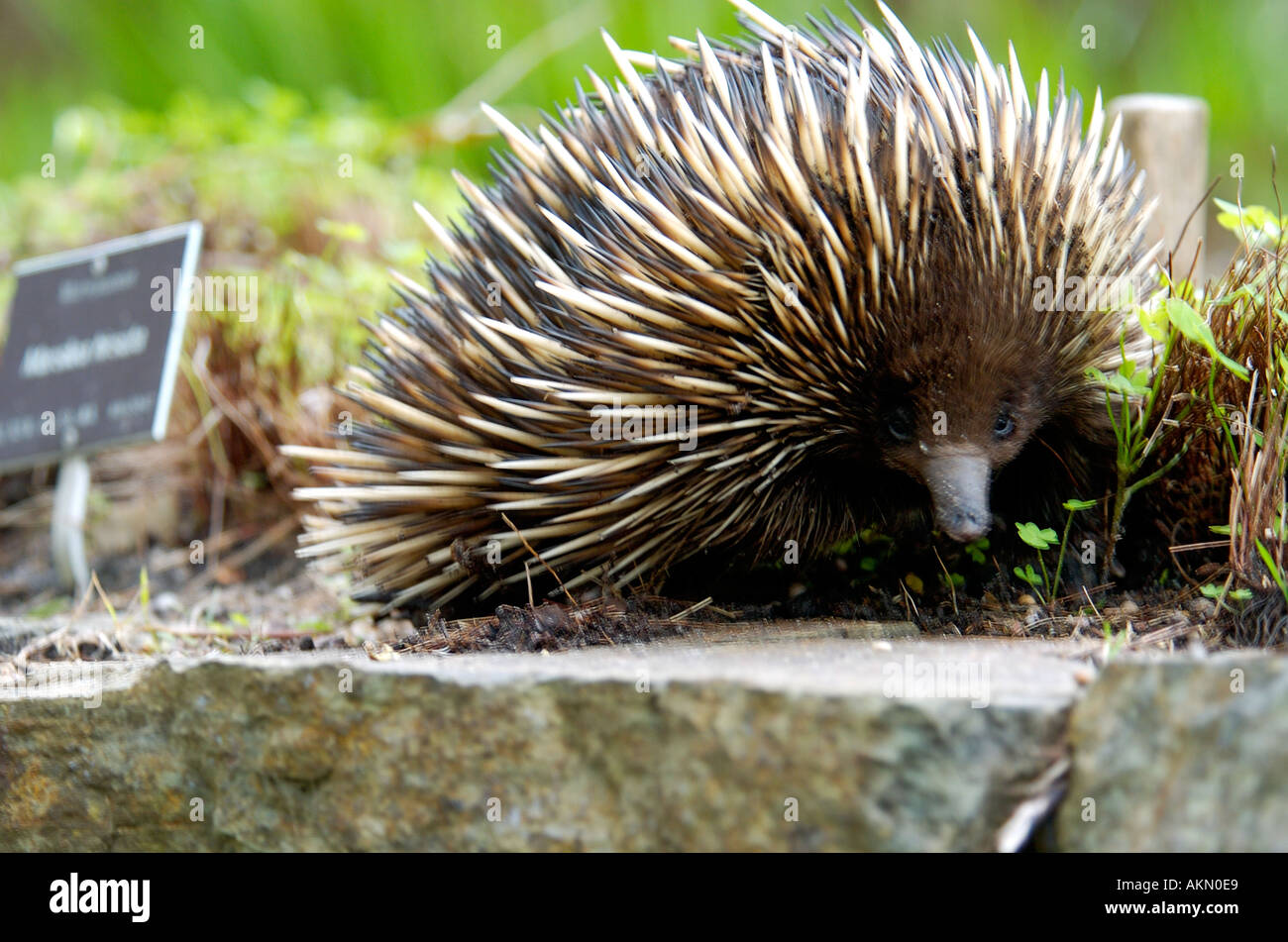 Short beaked Echidna Tachyglossus aculeatus Stock Photo - Alamy