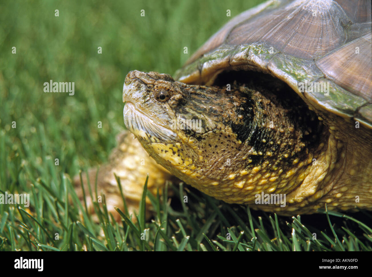 Alligator snapping turtle Stock Photo - Alamy