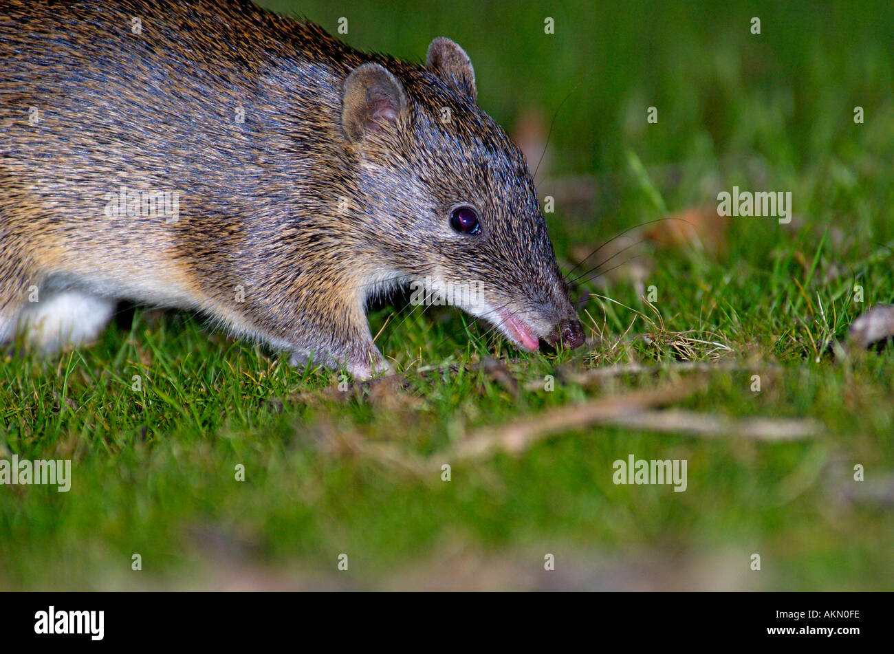 Southern Brown Bandicoot Isoodon obesulus Stock Photo - Alamy