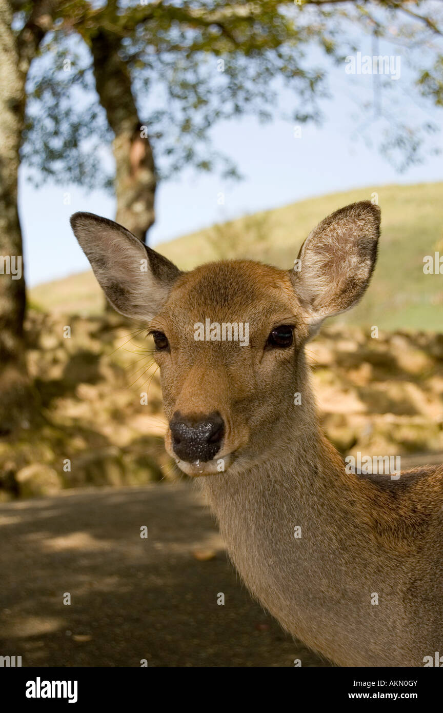 Nara koen park hi-res stock photography and images - Alamy