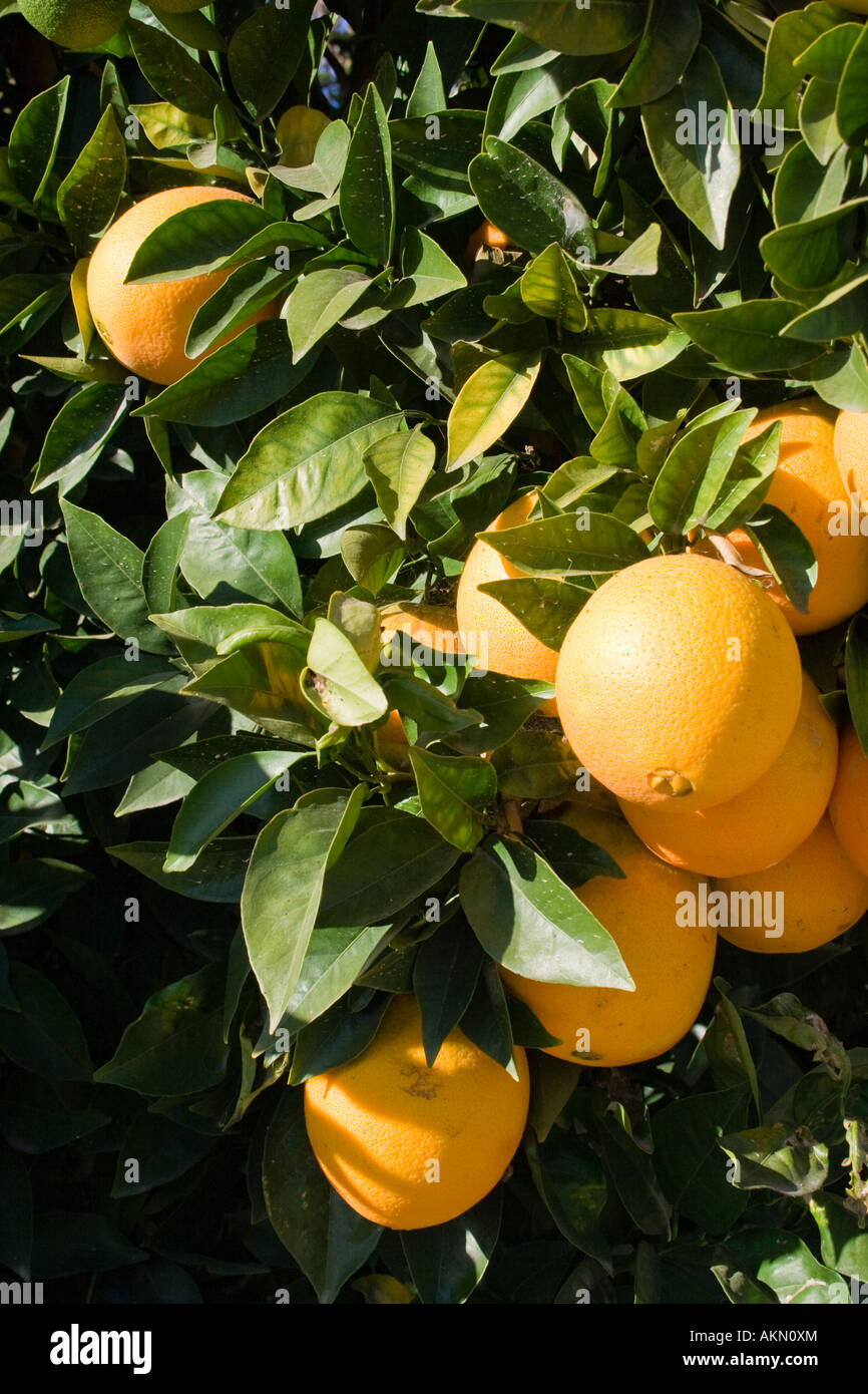 ripe oranges hanging on orange tree Stock Photo - Alamy