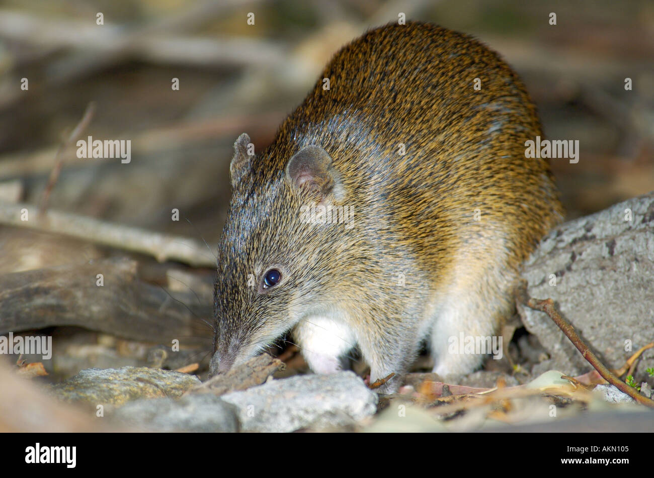 Southern Brown Bandicoot Isoodon obesulus Stock Photo - Alamy