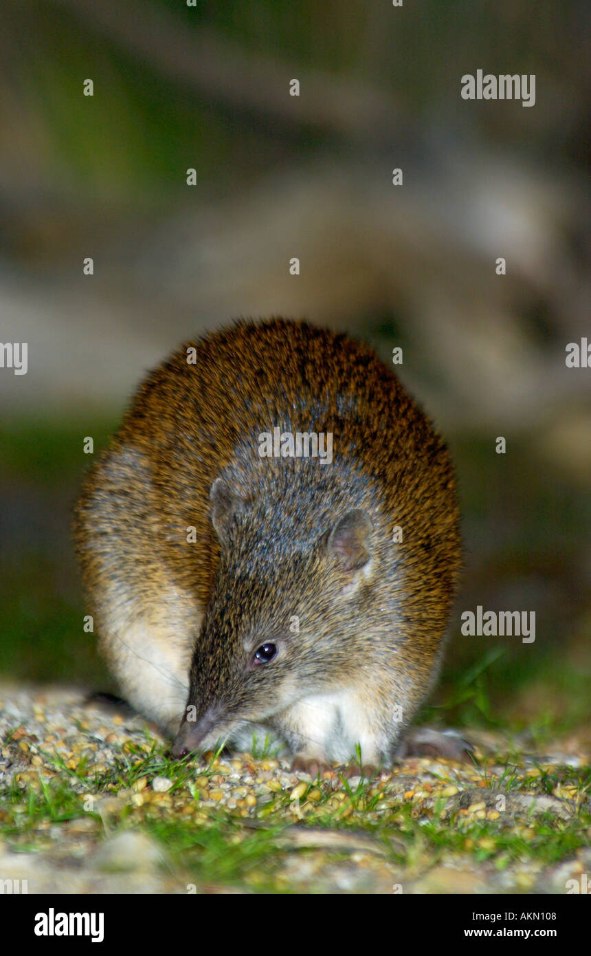 Southern Brown Bandicoot Isoodon obesulus Stock Photo - Alamy
