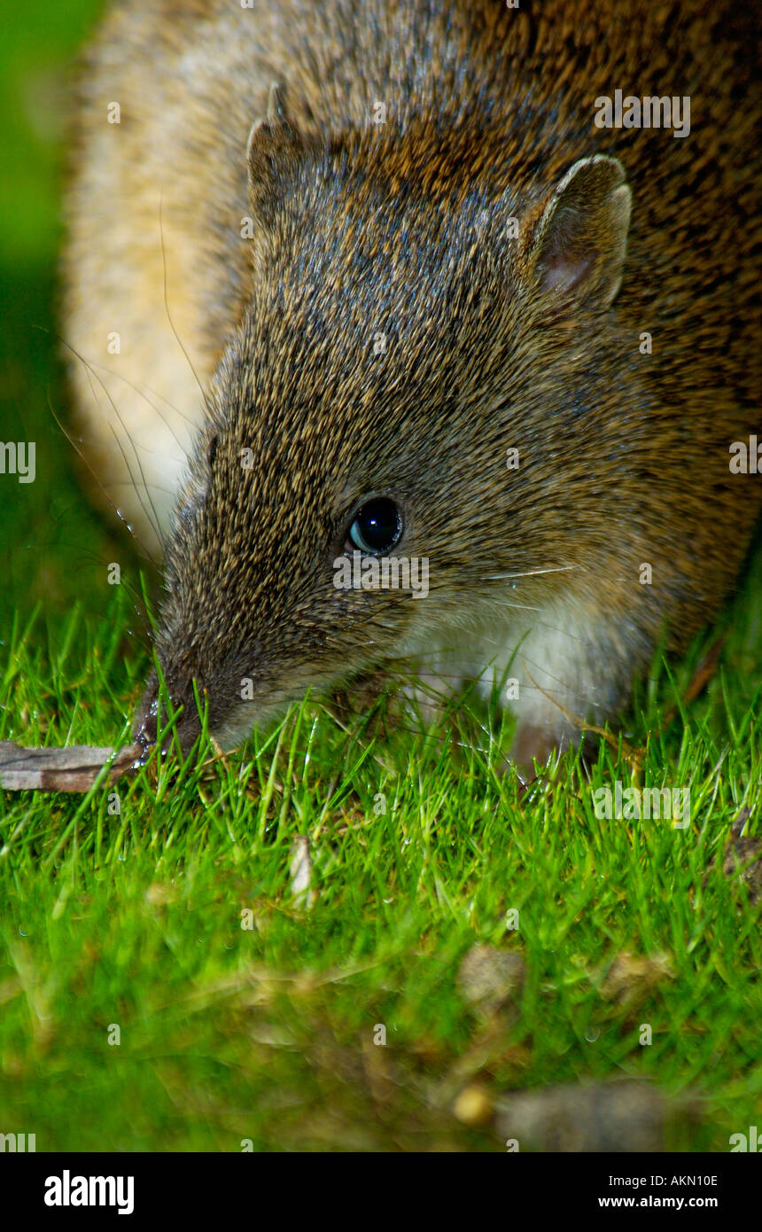 Southern Brown Bandicoot Isoodon obesulus Stock Photo - Alamy
