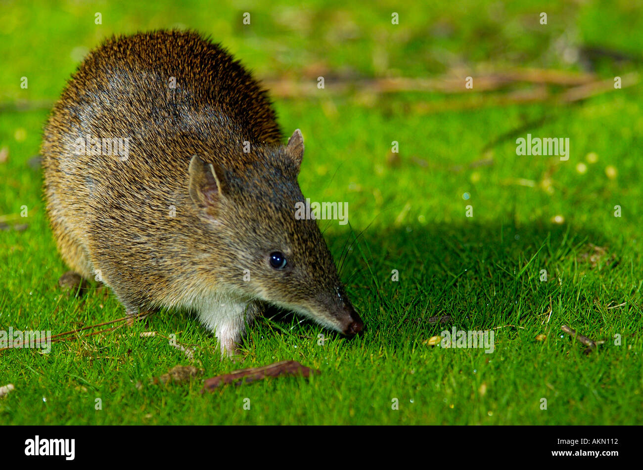 Southern Brown Bandicoot Isoodon obesulus Stock Photo - Alamy