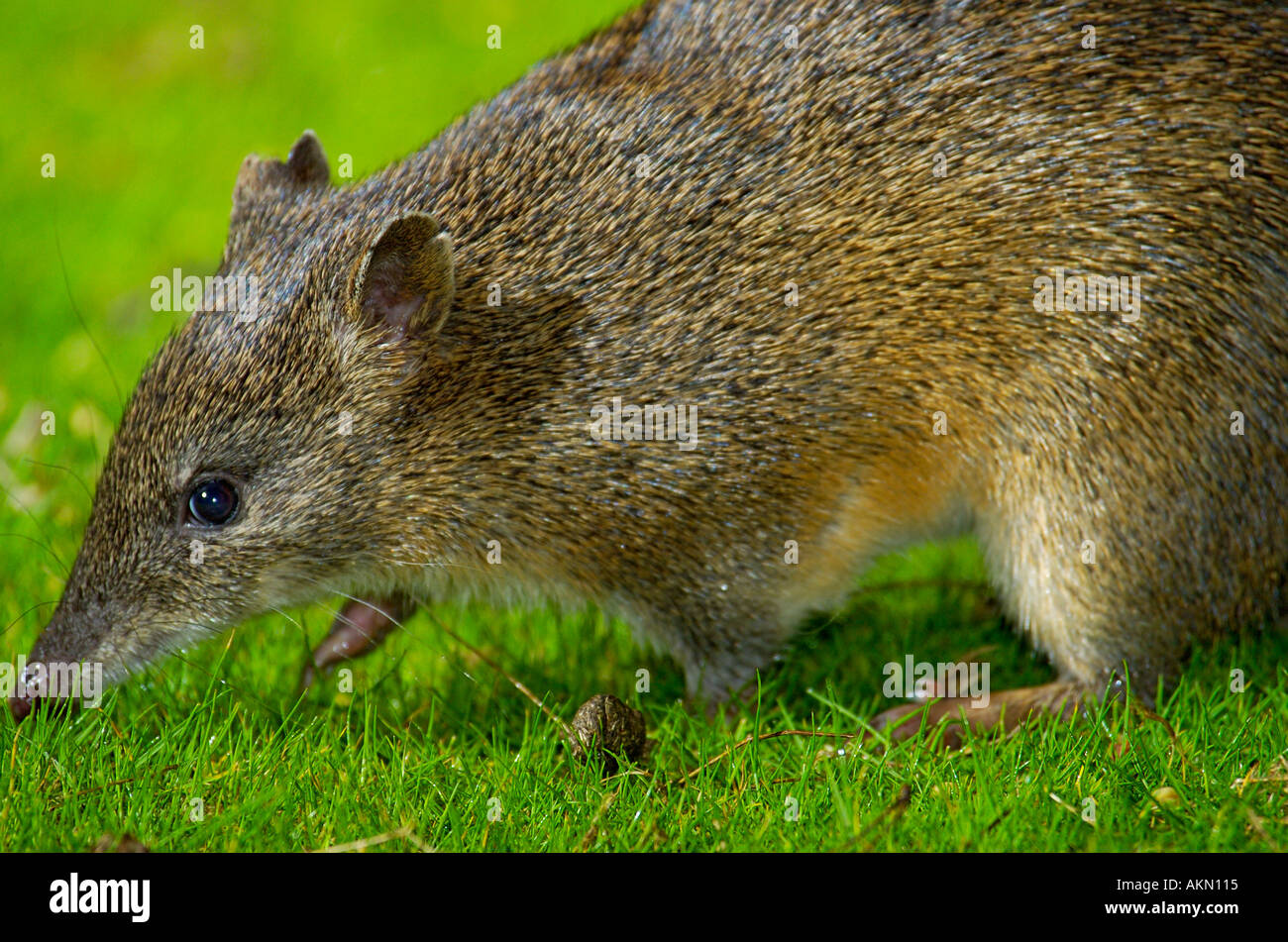 Southern Brown Bandicoot Isoodon obesulus Stock Photo - Alamy