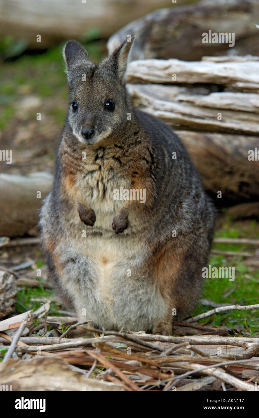 Sleeping wallaby hi-res stock photography and images - Alamy