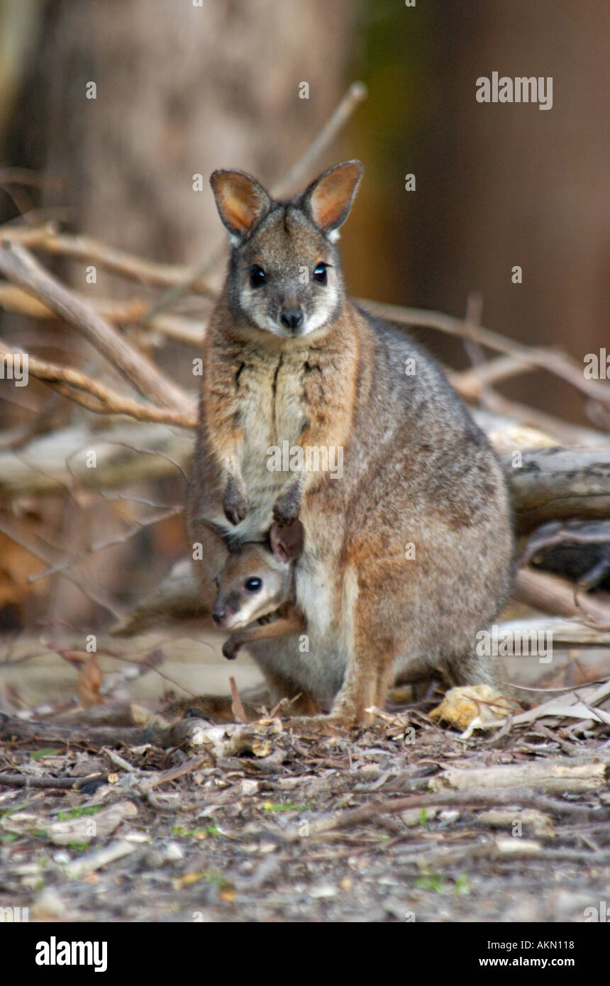 Sleeping wallaby hi-res stock photography and images - Alamy