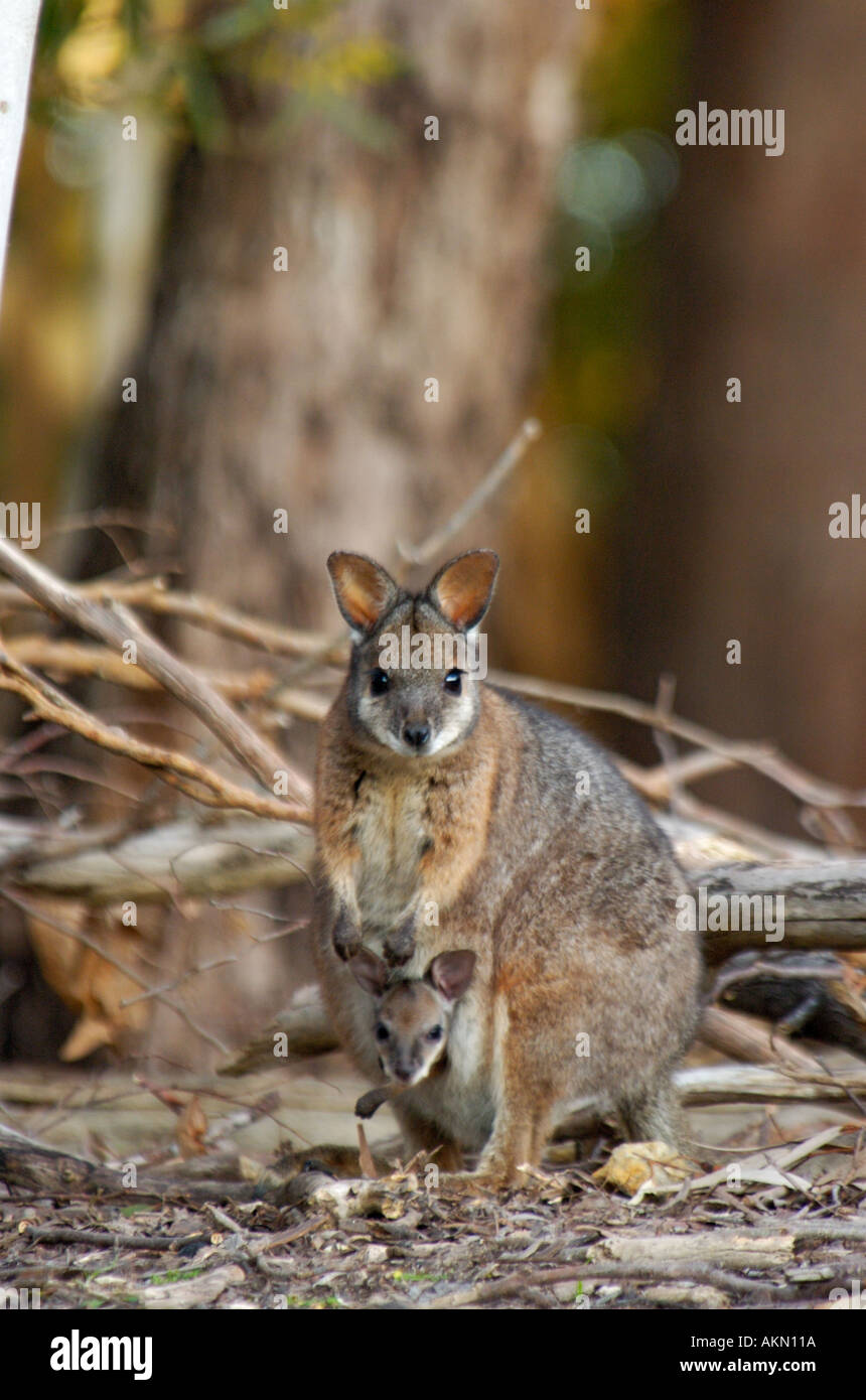 Sleeping wallaby hi-res stock photography and images - Alamy